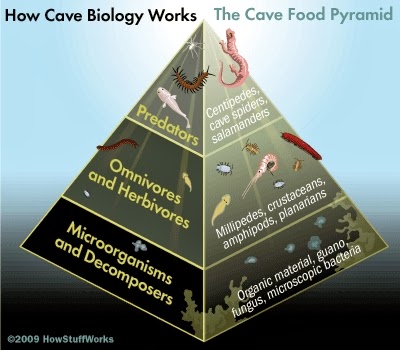 HSC BIOLOGY BY PROFESSOR MIZANURRAHMAN: Ecological Pyramid