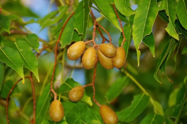 Flora de Puerto Rico Ilustrada Papo Vives: MELIACEAE-CEDRELLA ODORATA ...