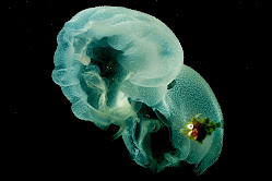 Fotografia de Verdade: Tubarões ( part II )