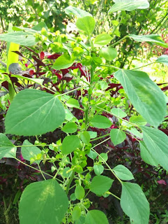 Metode “Gurah” untuk menjernihkan suara burung