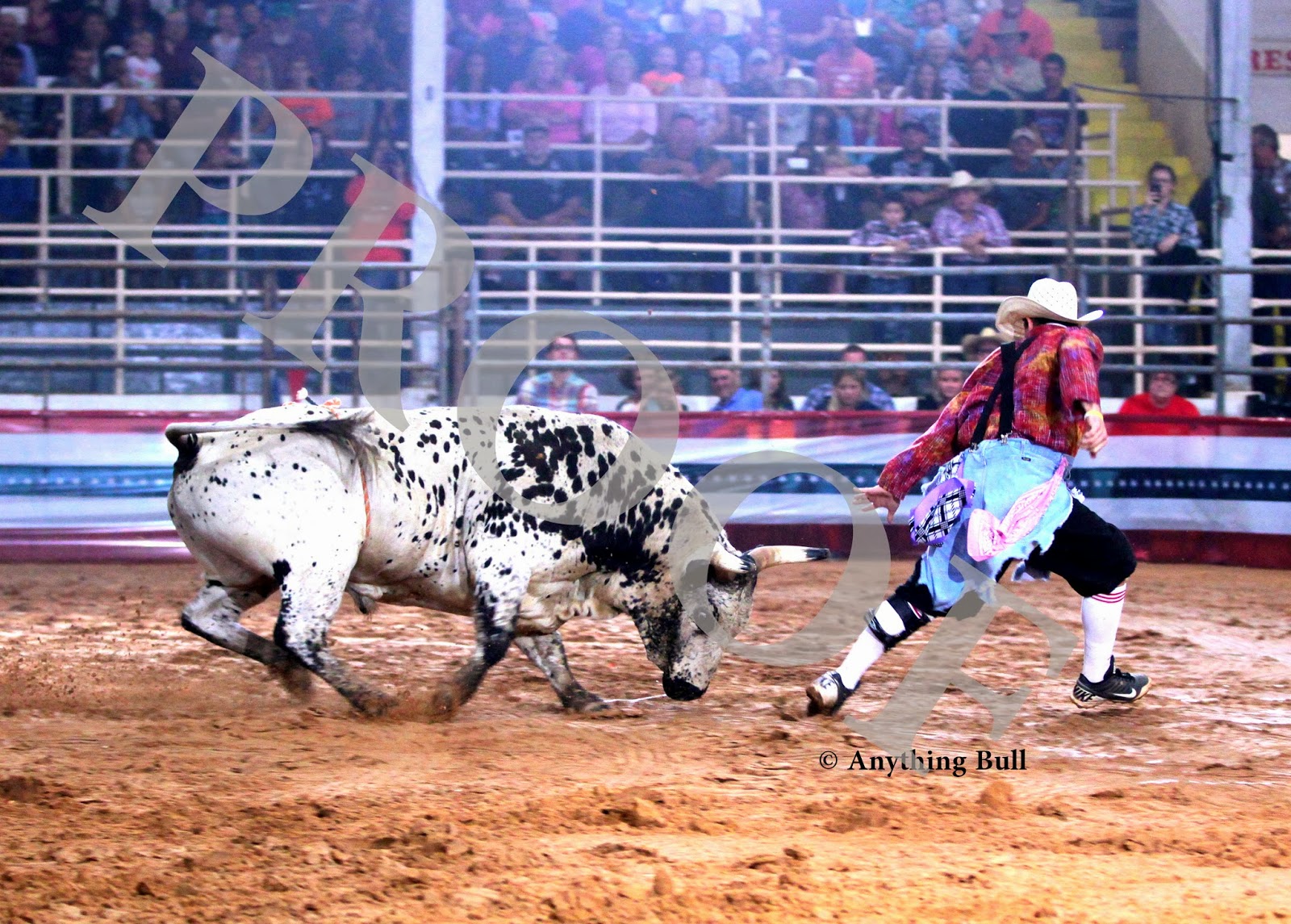 Anything Bull or Rusty: Friday Round 1 - Chuck Swisher