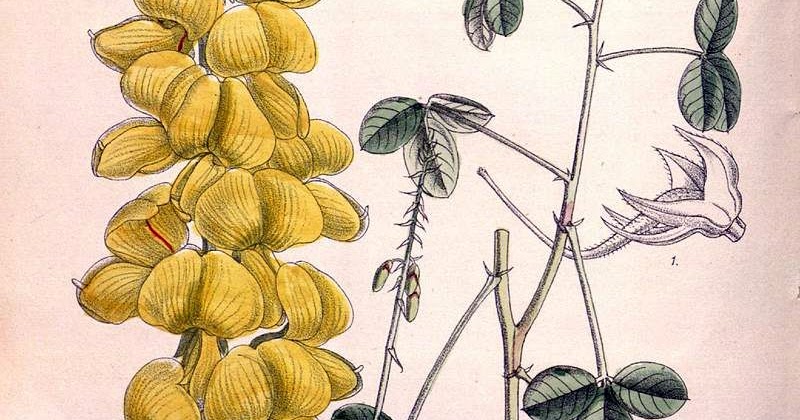 El cuexcomate: Una probadita de hierro: bolitas de chipilín.