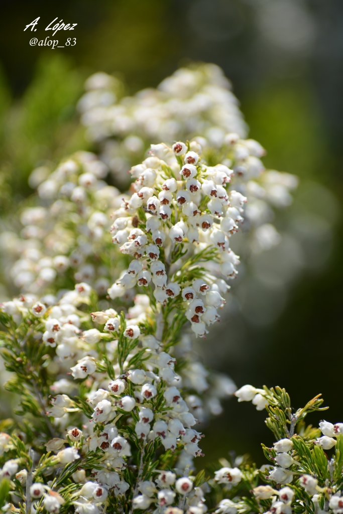 Flora de la Península Ibérica: Erica arborea L. (Fam. Ericaceae ...