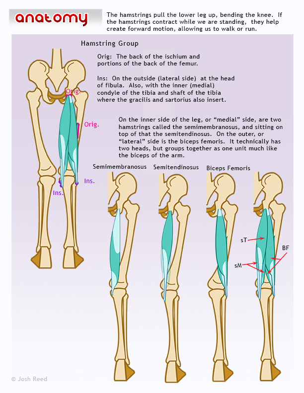 Drawsh: The Hamstrings