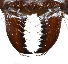 FORMIGA SAÚVA (Atta spp.)