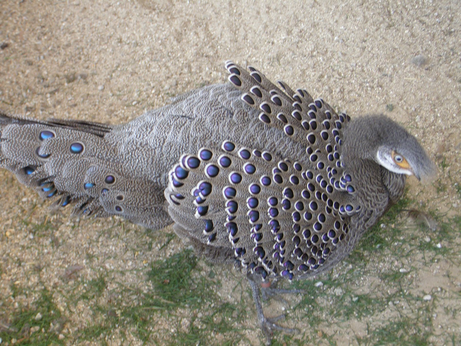 lasavesdelpichon: FAISAN CHINQUI