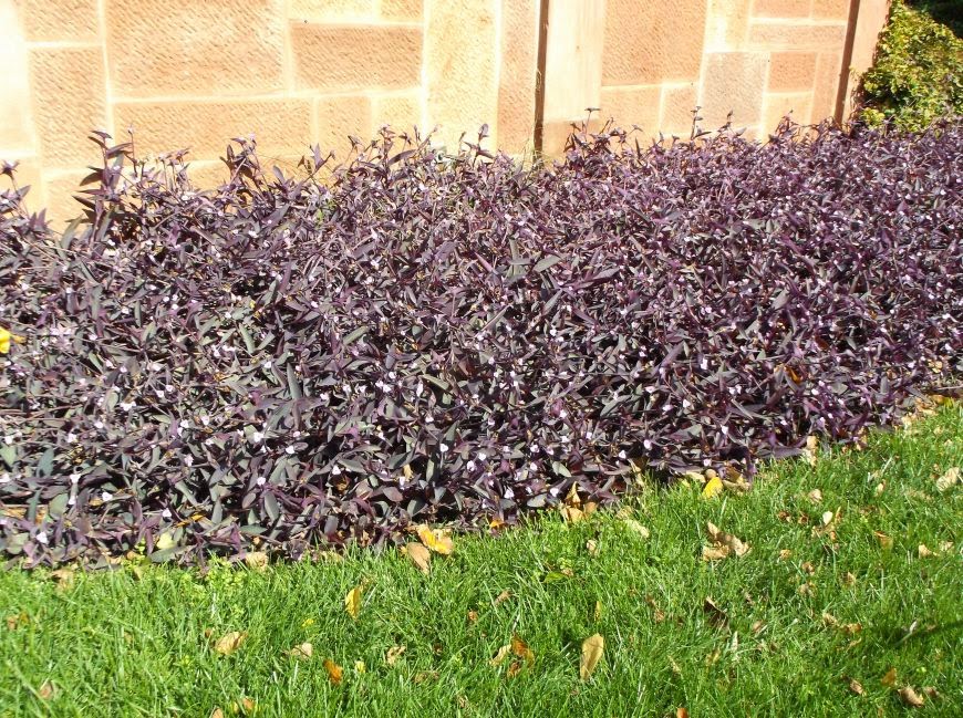 Future Plants by Randy Stewart: Setcreasea pallida ( Purple Heart )