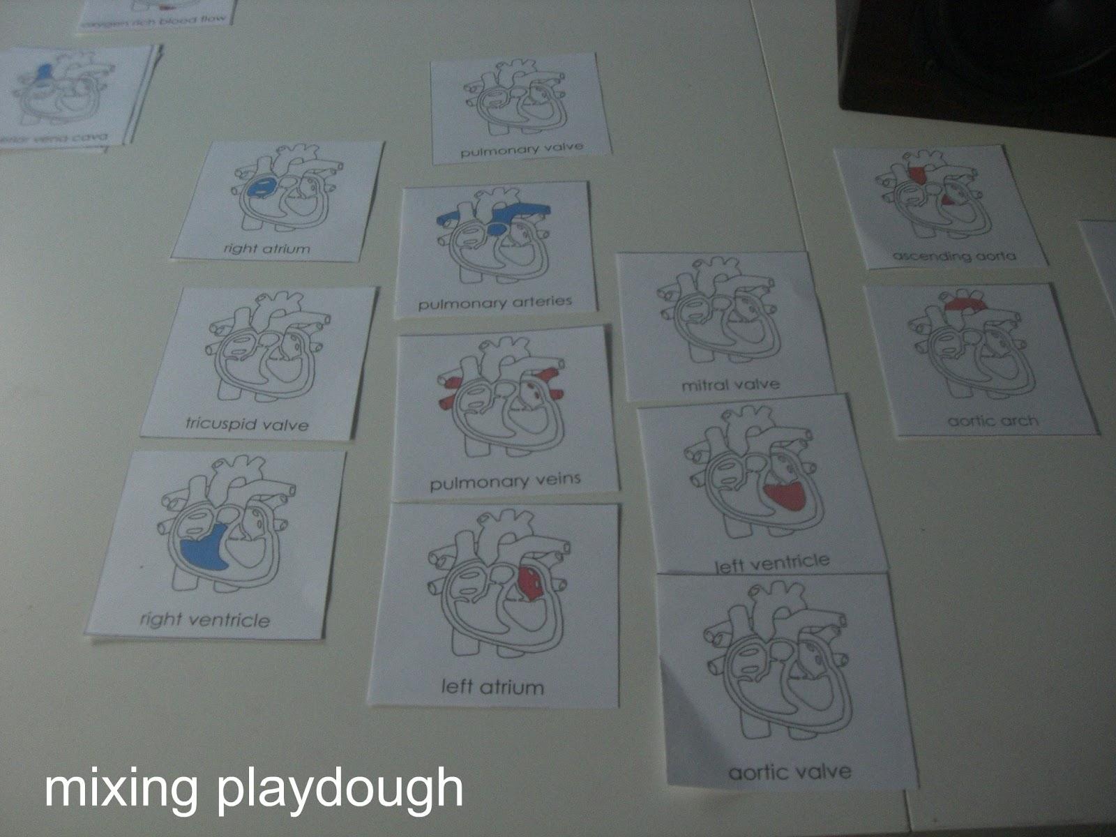 Mixing Playdough: Circulatory System Resources {Heart}