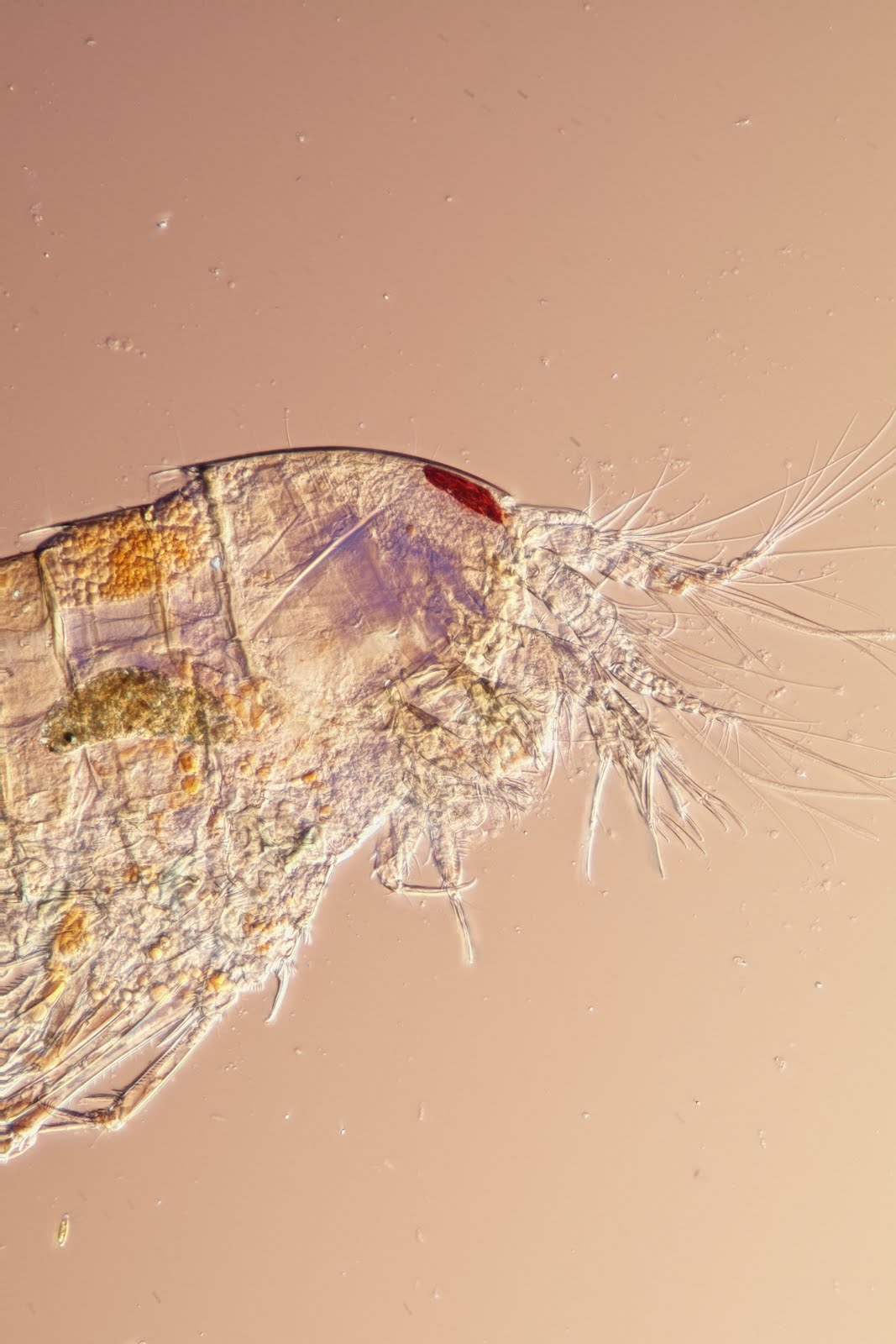 Rafael Microfauna Marina: Benthic Copepod (Harpacticoida)