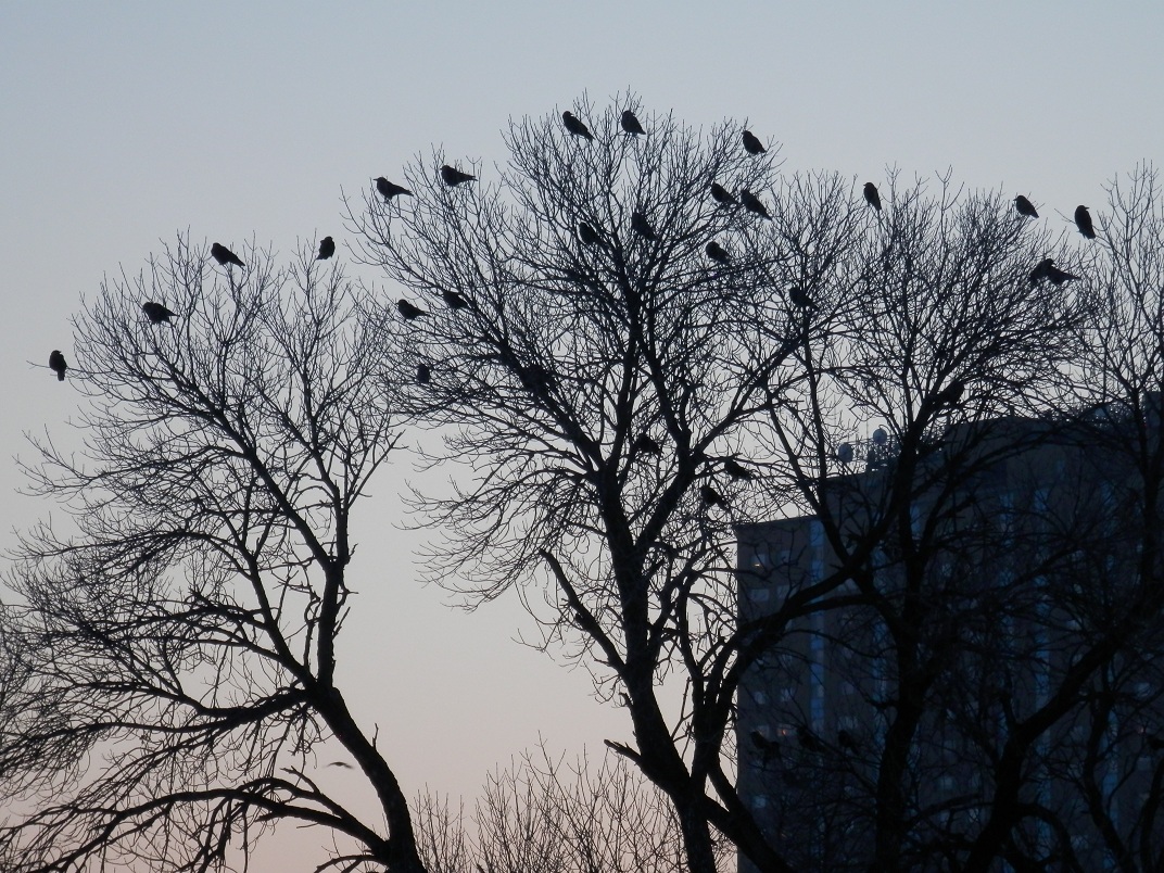 Wildbirds Broadcasting: Crows Congregate Among Place of the Dead