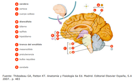 Estructura del SNC ~ Blog de Neuromorfofisiología