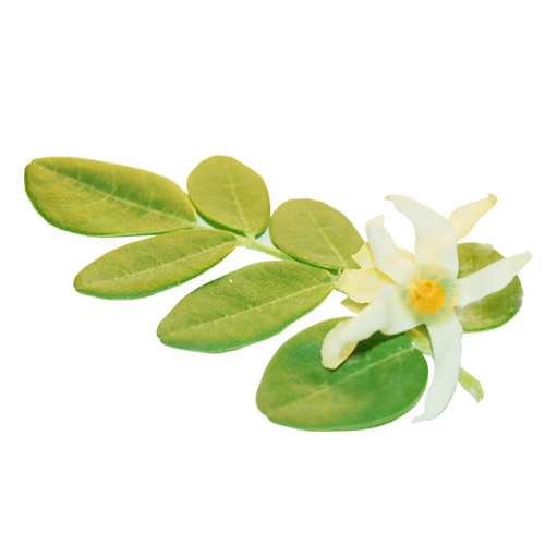 Under The Angsana Tree: Health Benefits of Moringa