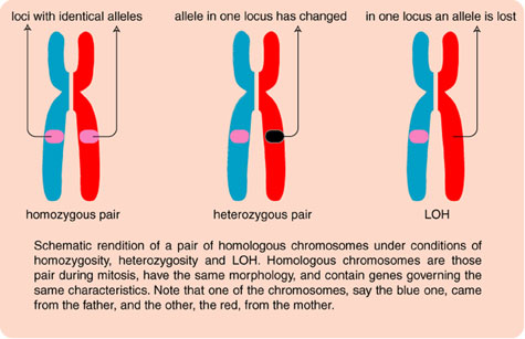 .::Jose Biology B::.: .::Vocabulary of Concepts of Ch. 17: Evidence of ...