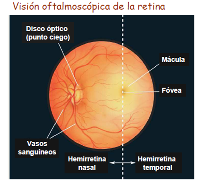 El Buen Presagio: Fisiología del sistema visual