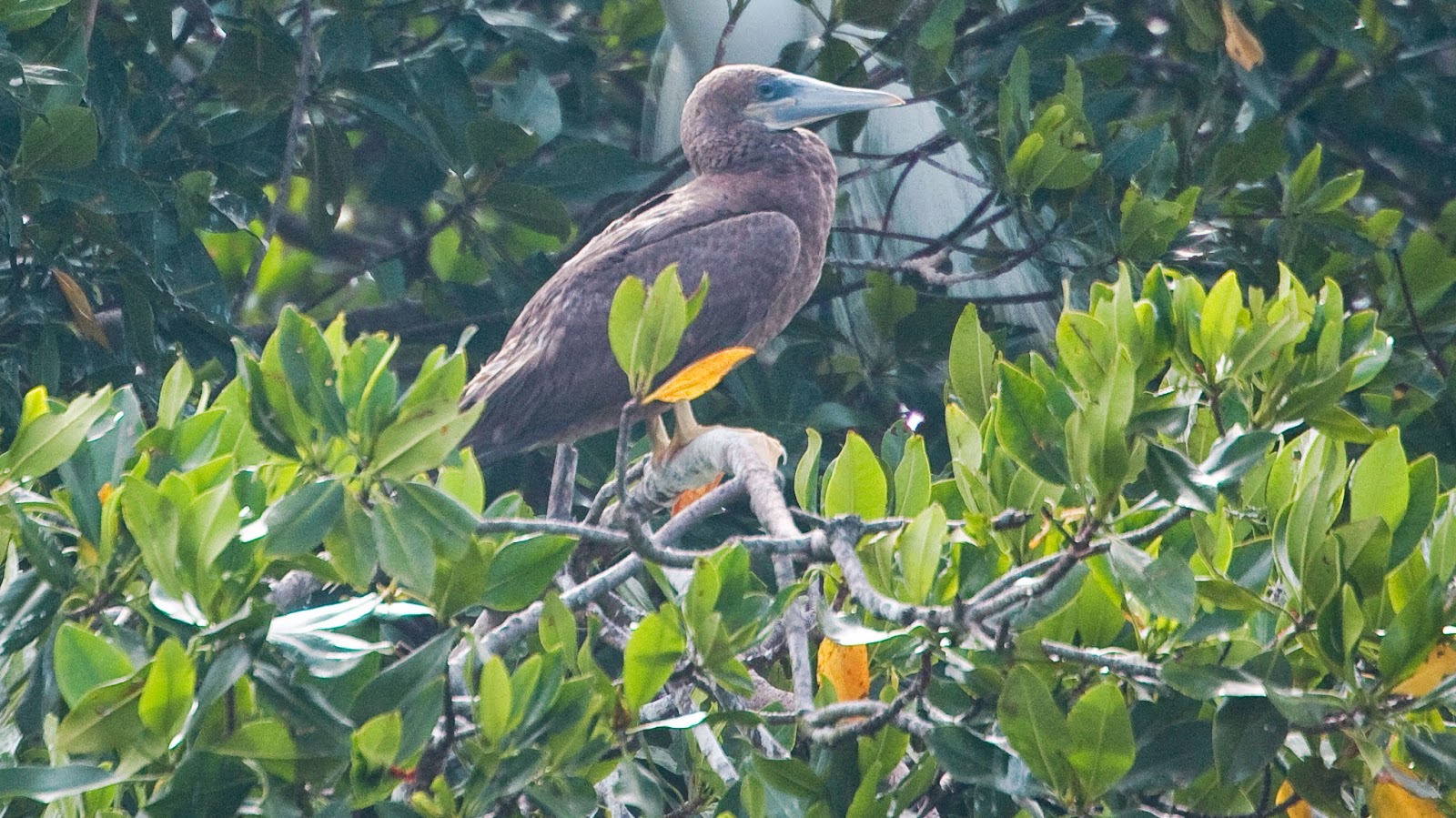 10th Street Birding: Belize - Key West - Dry Tortugas