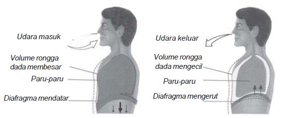 Pengertian serta Mekanisme Proses Pernapasan Dada dan Pernapsan Perut ...