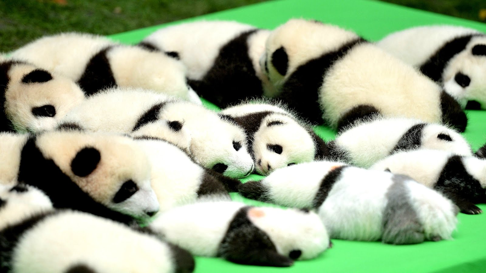 Why Are Panda Endangered - Danger Choices