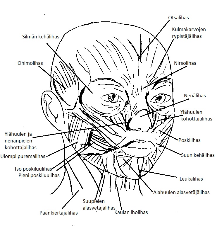 Saran opiskelu: Kasvojen hoito