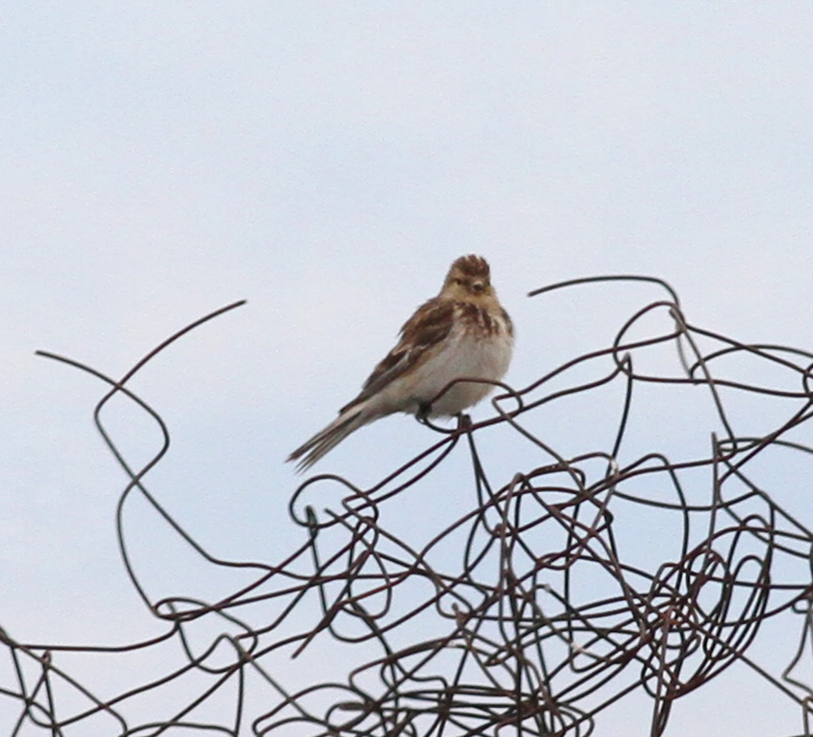 Simon and Karen Spavin: More Georgia birds