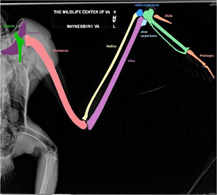 Mis amigas las palomas: Tratamiento ALA ROTA