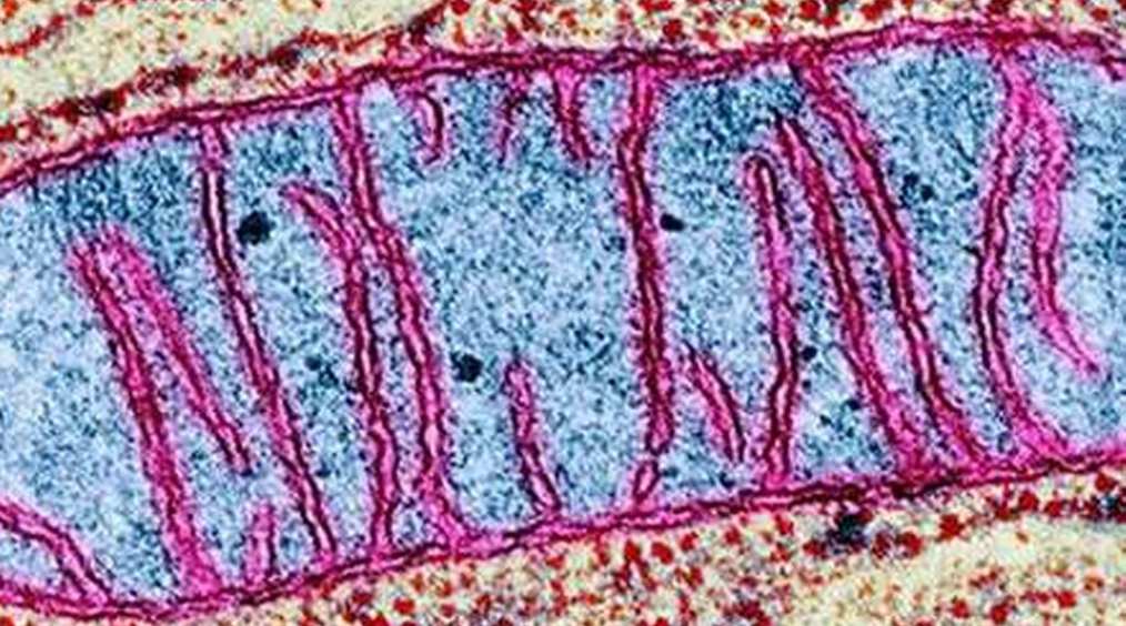 Agroecología: Mitocondrias