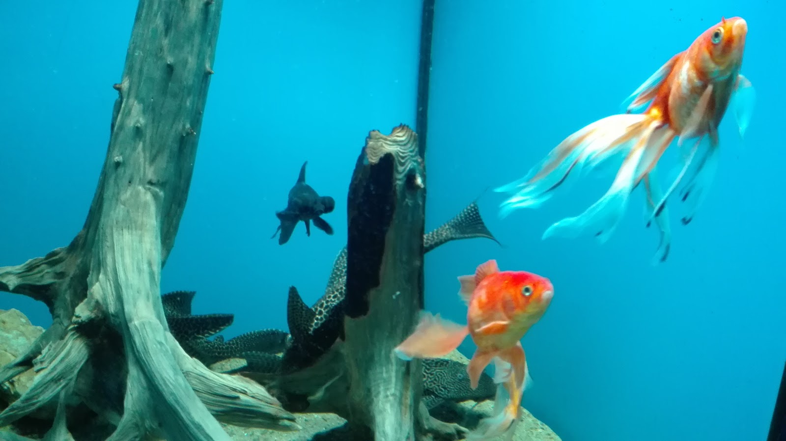 nicolcarm: Acvariul din Tulcea