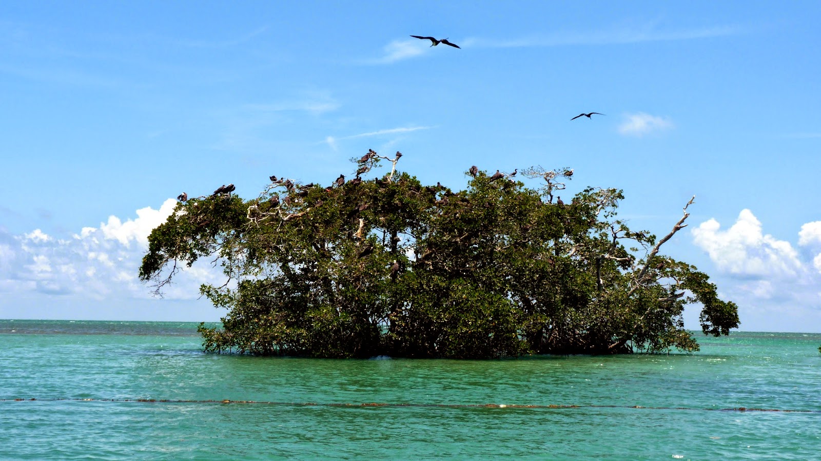 Punta Allen y el precioso blanquisal - Vero4Travel