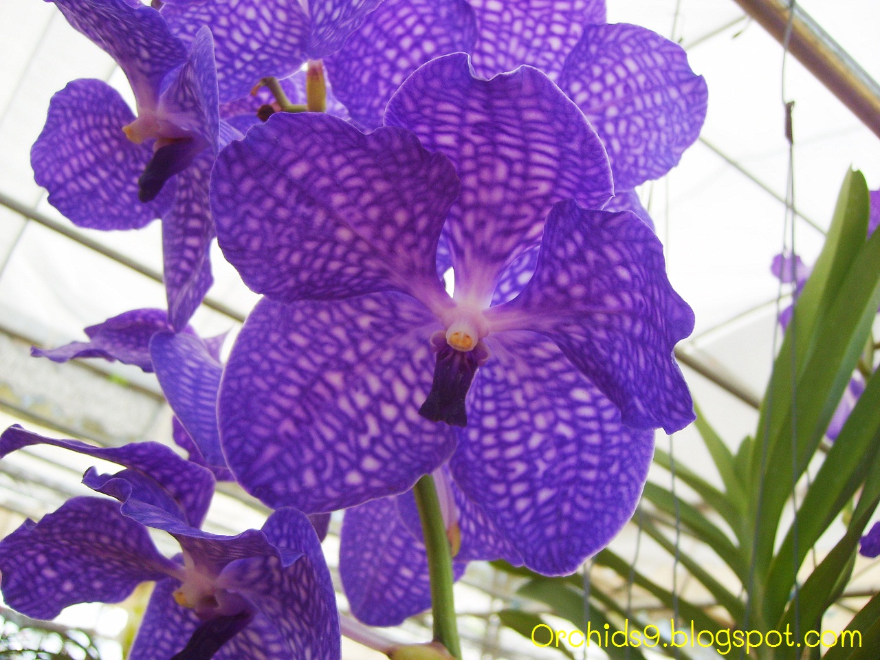 Orchids Flowers Pictures Bulbophyllum Vanda Cattleya Cymbidium ...