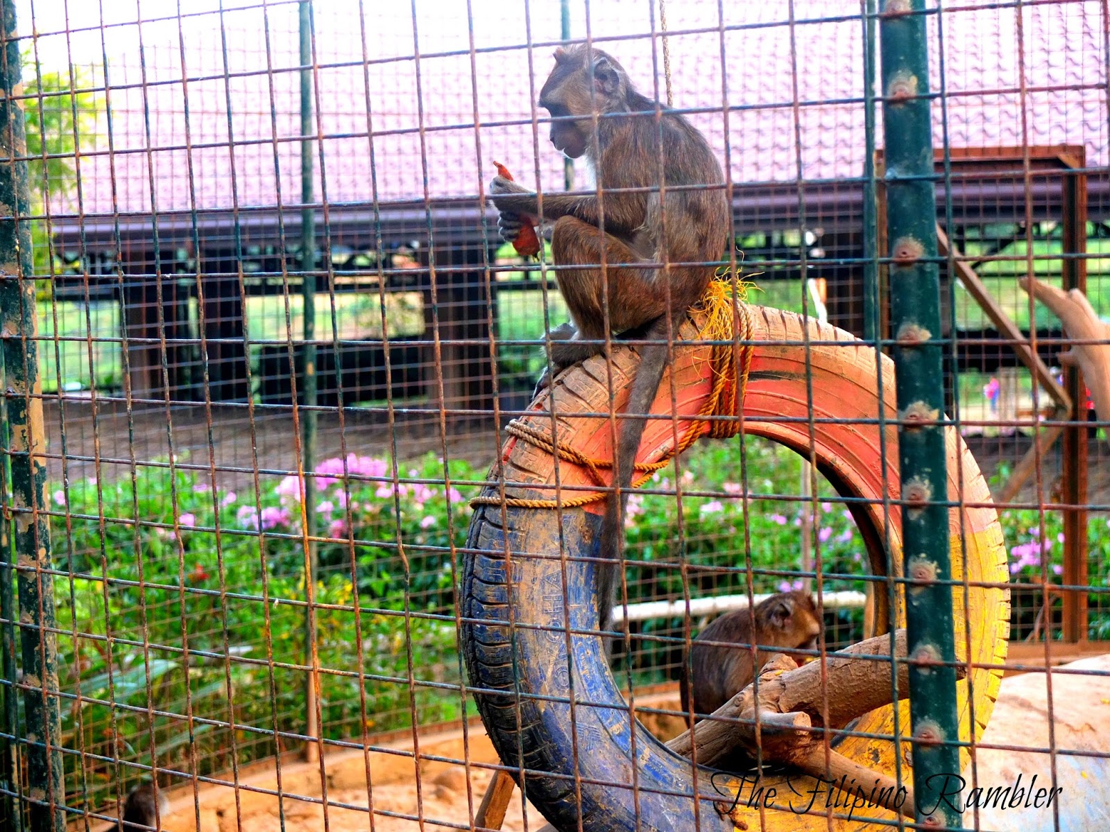 Zoocobia: A Fun Place In Clark, Pampanga - The Filipino Rambler