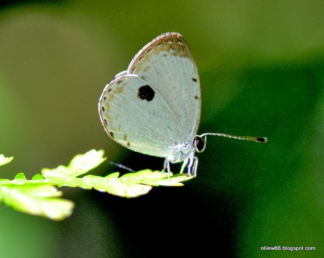The Forested Path (and Beyond): BUTTERFLIES of RAUB: The Forest Quaker ...