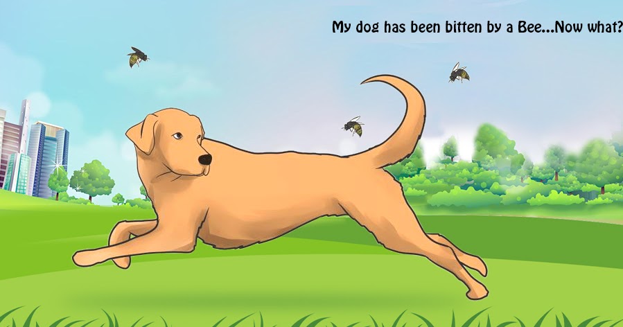 DiscountPetCare: My Dog Has Been Bitten by a Bee...Now what?