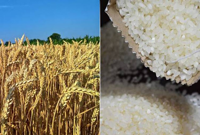 Gandum Kini Ganti Beras Jadi Makanan Ruji Malaysia