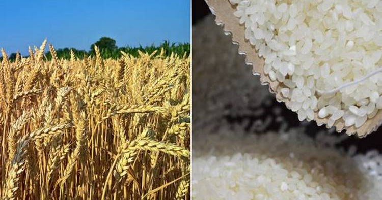 Gandum Kini Ganti Beras Jadi Makanan Ruji Malaysia