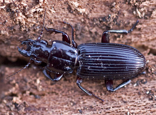 Catalogue of Organisms: Morion