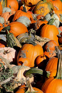 bonesoflife: Hurd Orchard, Holley, NY ... pure joy!