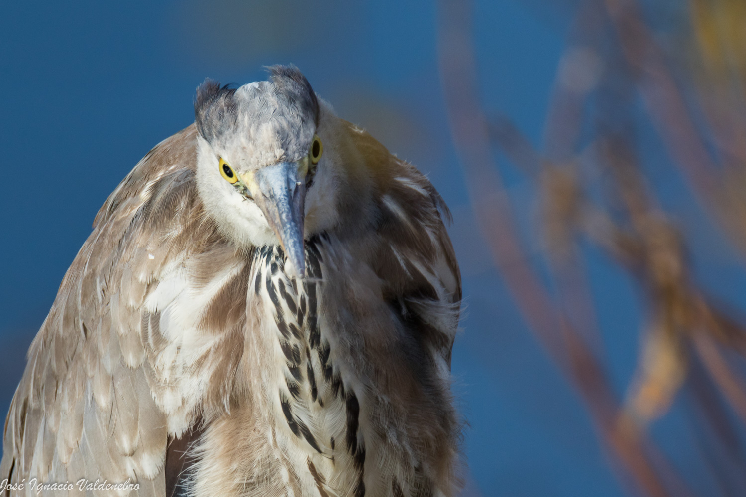DocNatureBlog: La majestuosa dama gris. Garza real (Ardea cinérea). Garcia.
