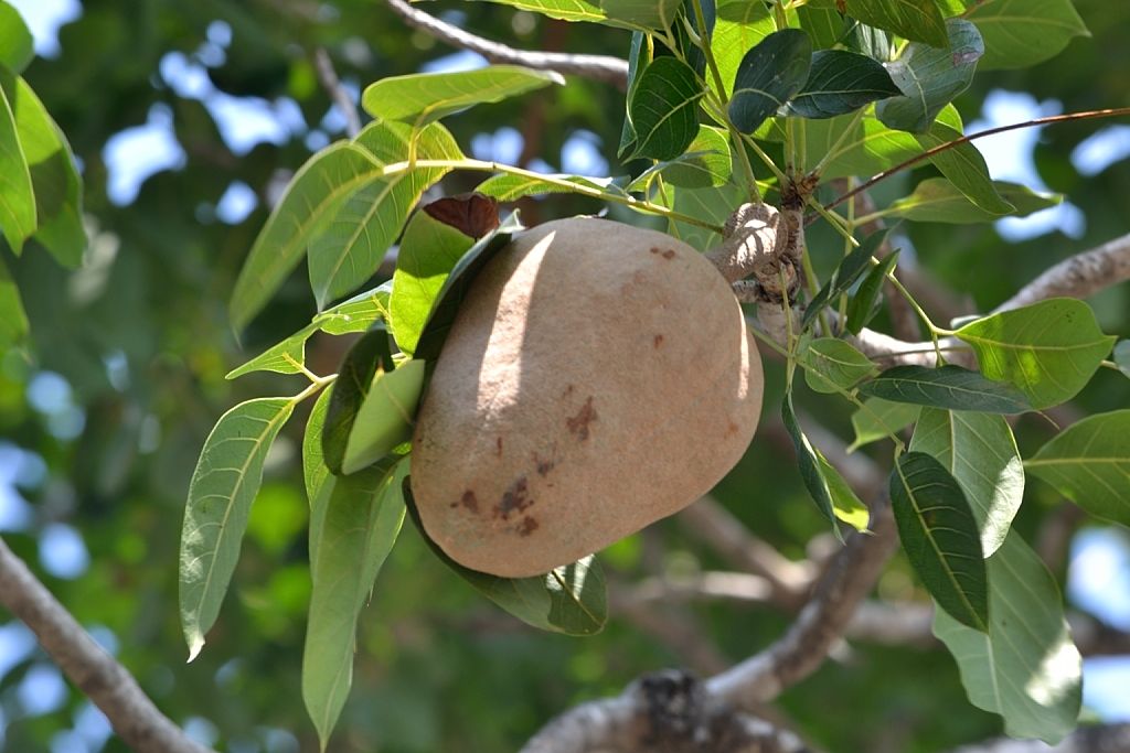 Nubardo Coy: Caoba de Honduras o caoba (Swietenia macrophylla) En el ...