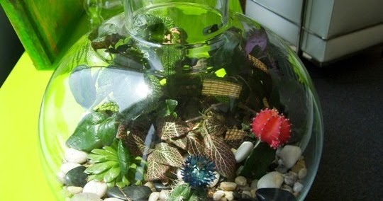 Cara Membuat Miniatur Ekosistem Hutan | Membuat Miniatur