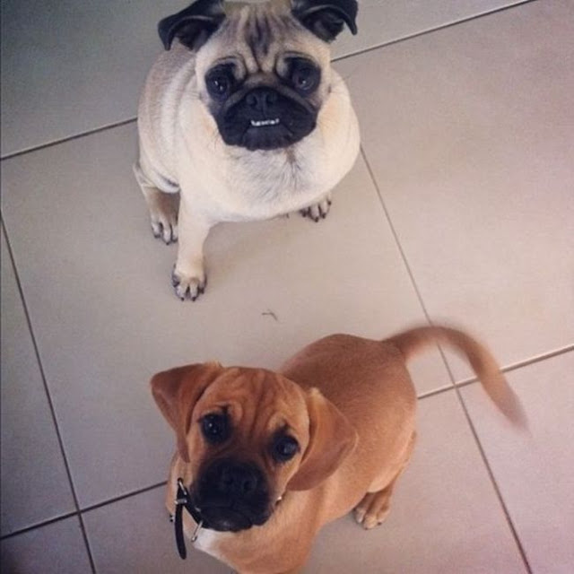 Perros bífios - Prognatísmo perruno. - Xorrada.com