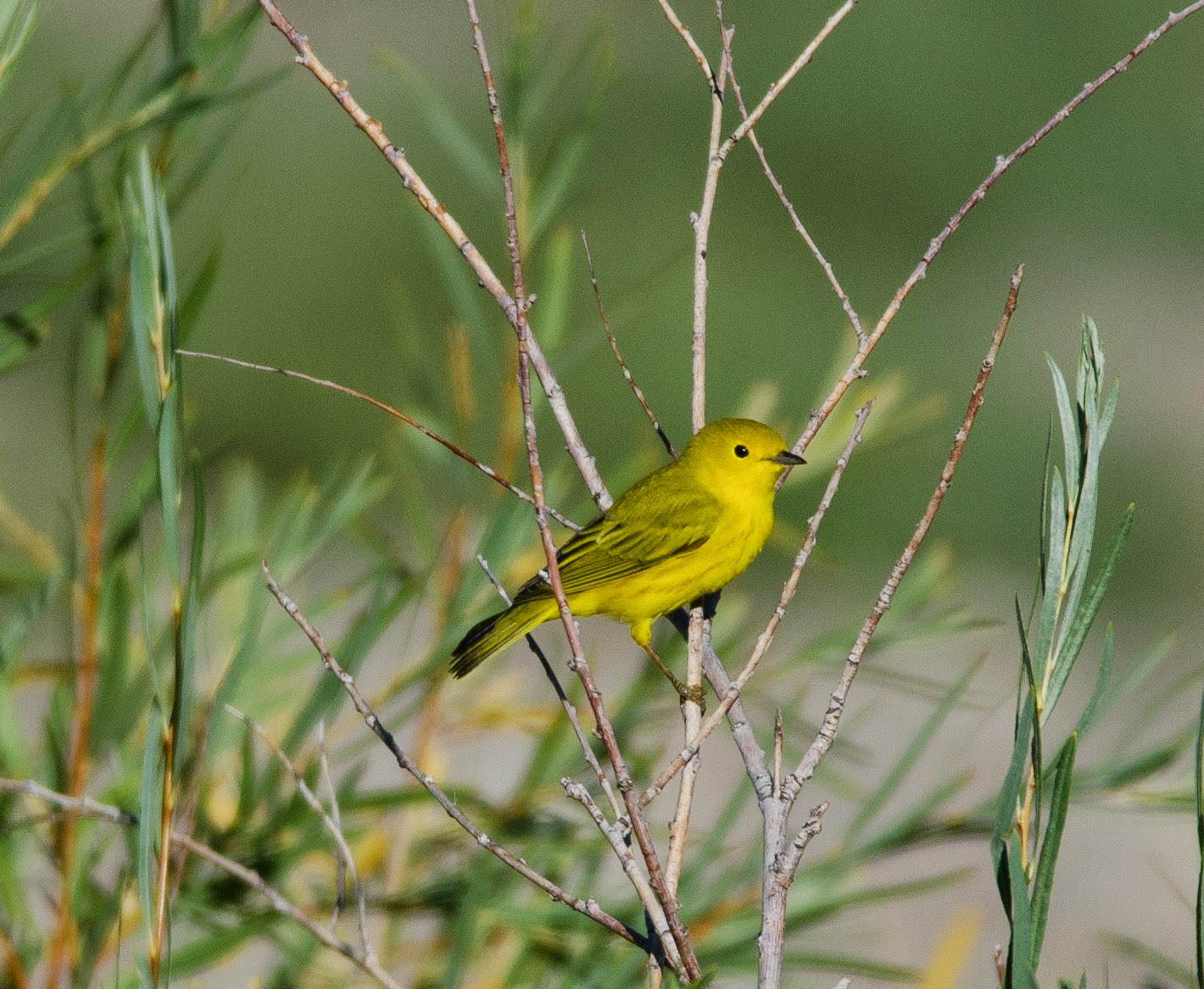 Gordon's Birding Adventures: Day Two in Utah