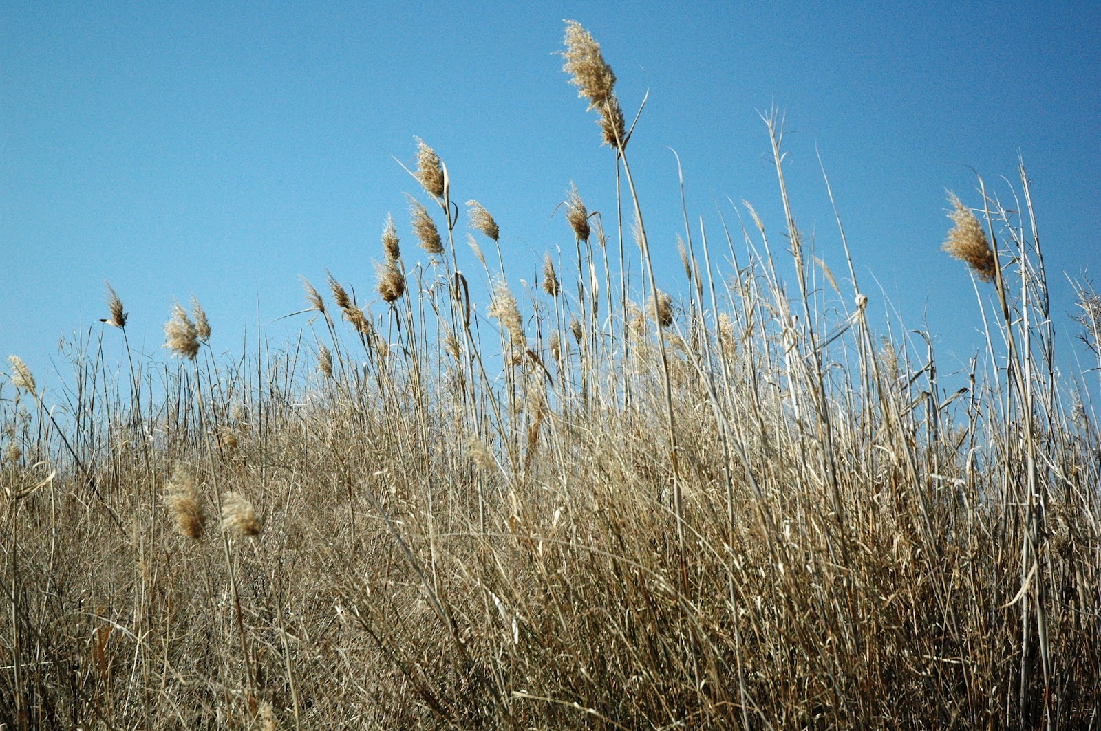 Chozas de Córdoba.: El carrizo.