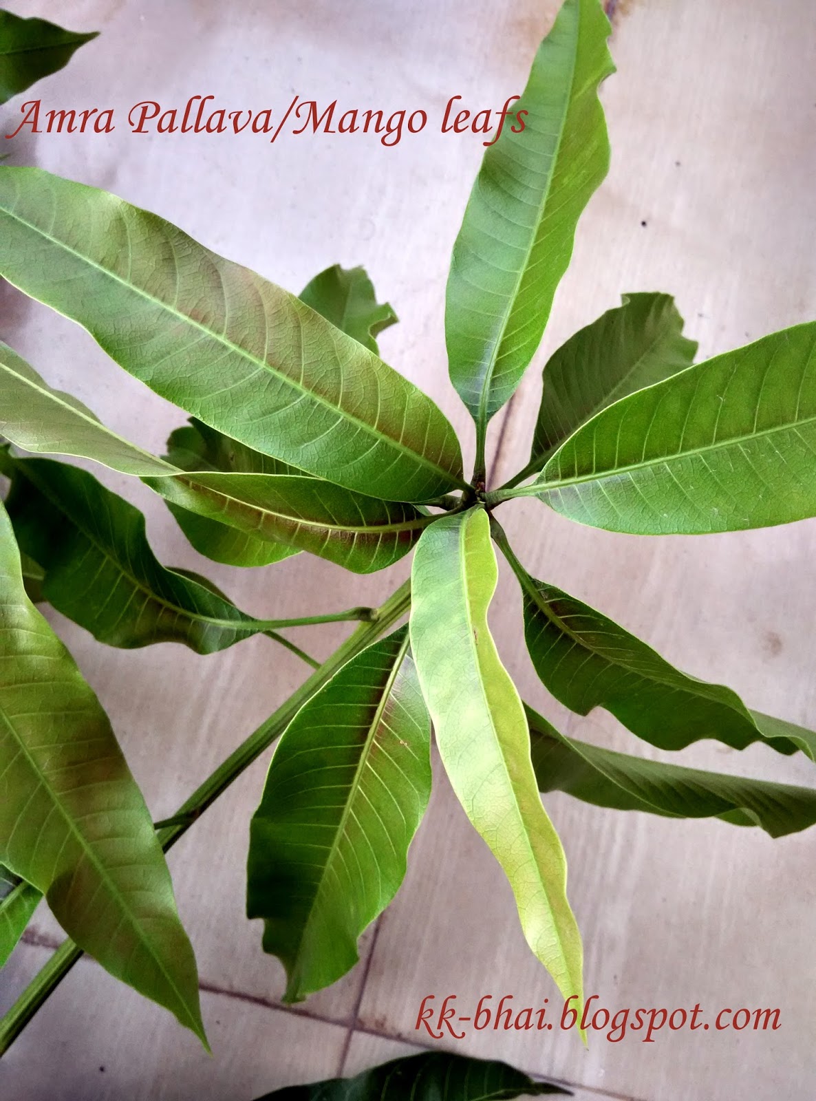 'Puja' Flowers and other things used in 'puja' (Hindu Worship).: आम्र ...