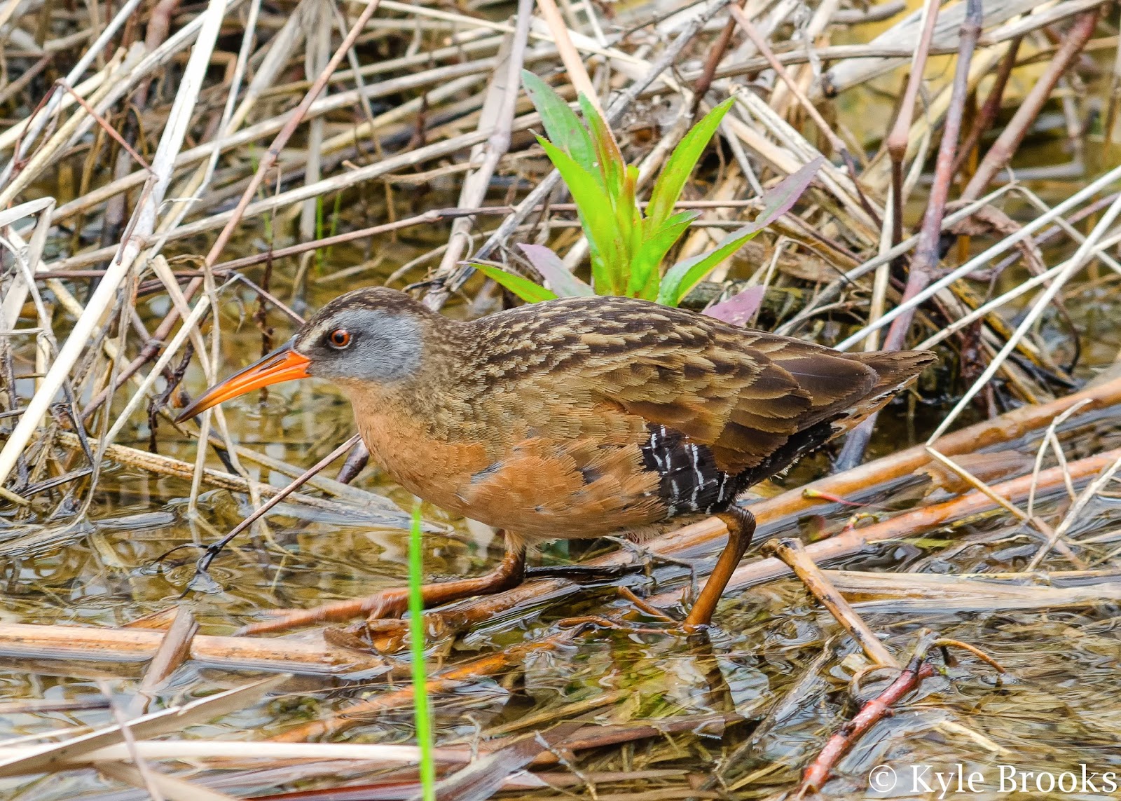 On the Subject of Nature: The Virginia Rail