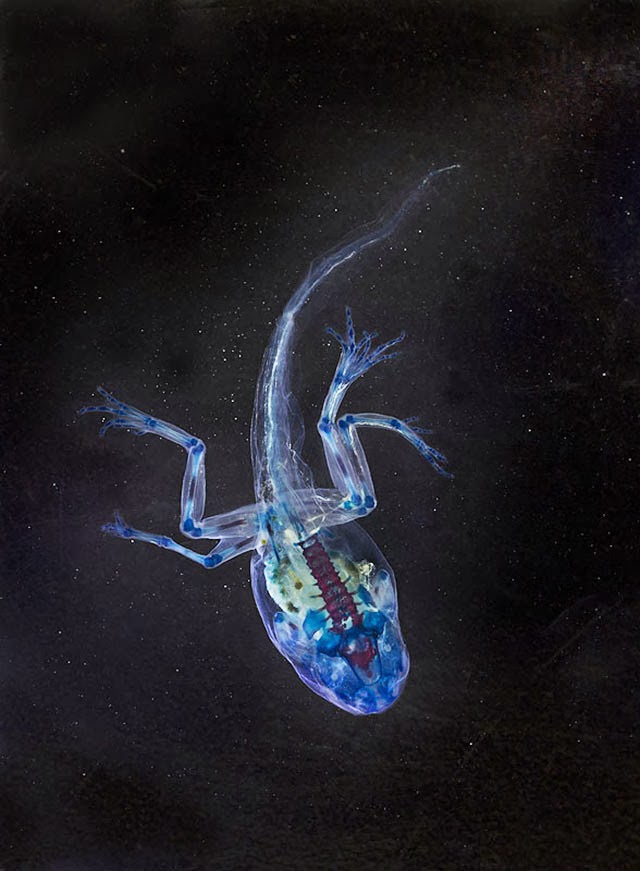 CRIATURAS Y HUMANOIDES: RANAS MUTANTES CONVERTIDAS EN ARTE