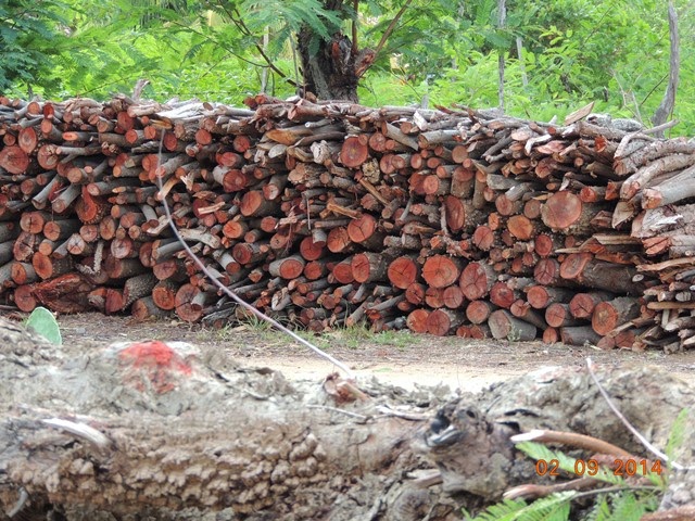 NATUREZA EM FOTOS: FLORA NORDESTINA: ANGICO VERMELHO