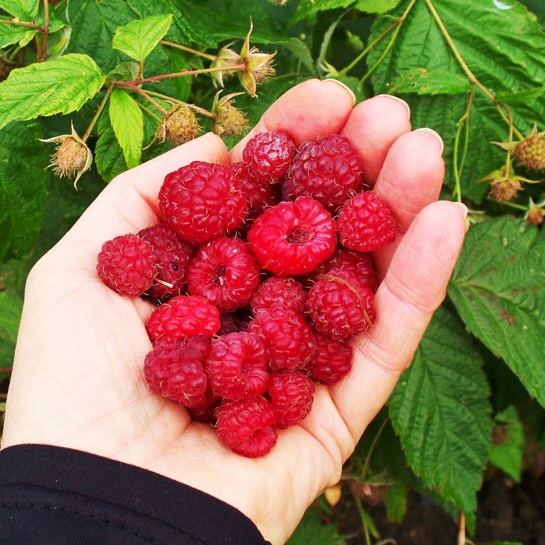 Really Rose: Pruning Raspberries