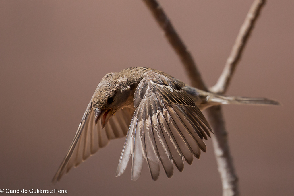 GORRION COMUN - Passer Domesticus | Observatorio de la Naturaleza