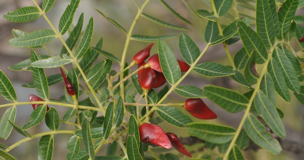 Argentina nativa: Quebracho colorado santiagueño (Schinopsis lorentzii)