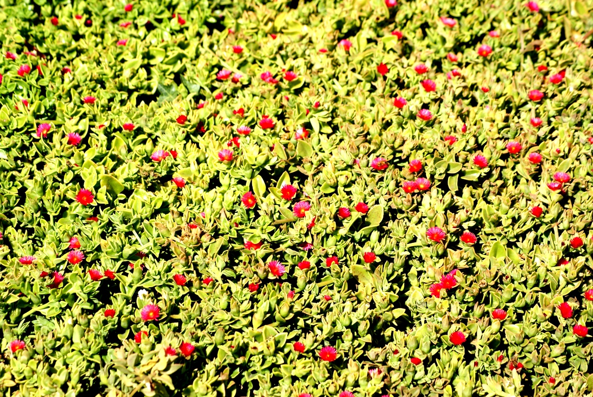 A photo, A thought............: Plant: Baby sun rose............