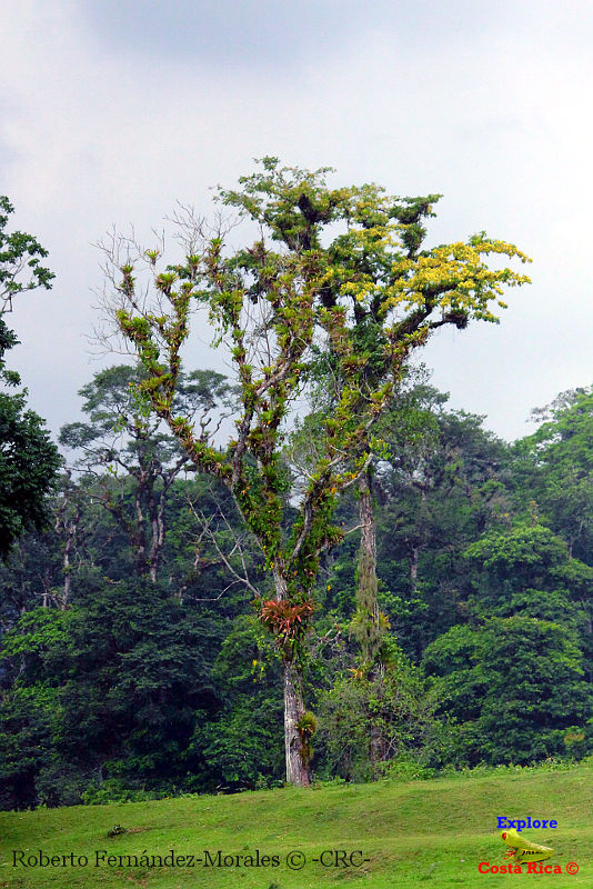 Río San Carlos (Boca Tapada a Boca de San Carlos) | Explore Costa Rica